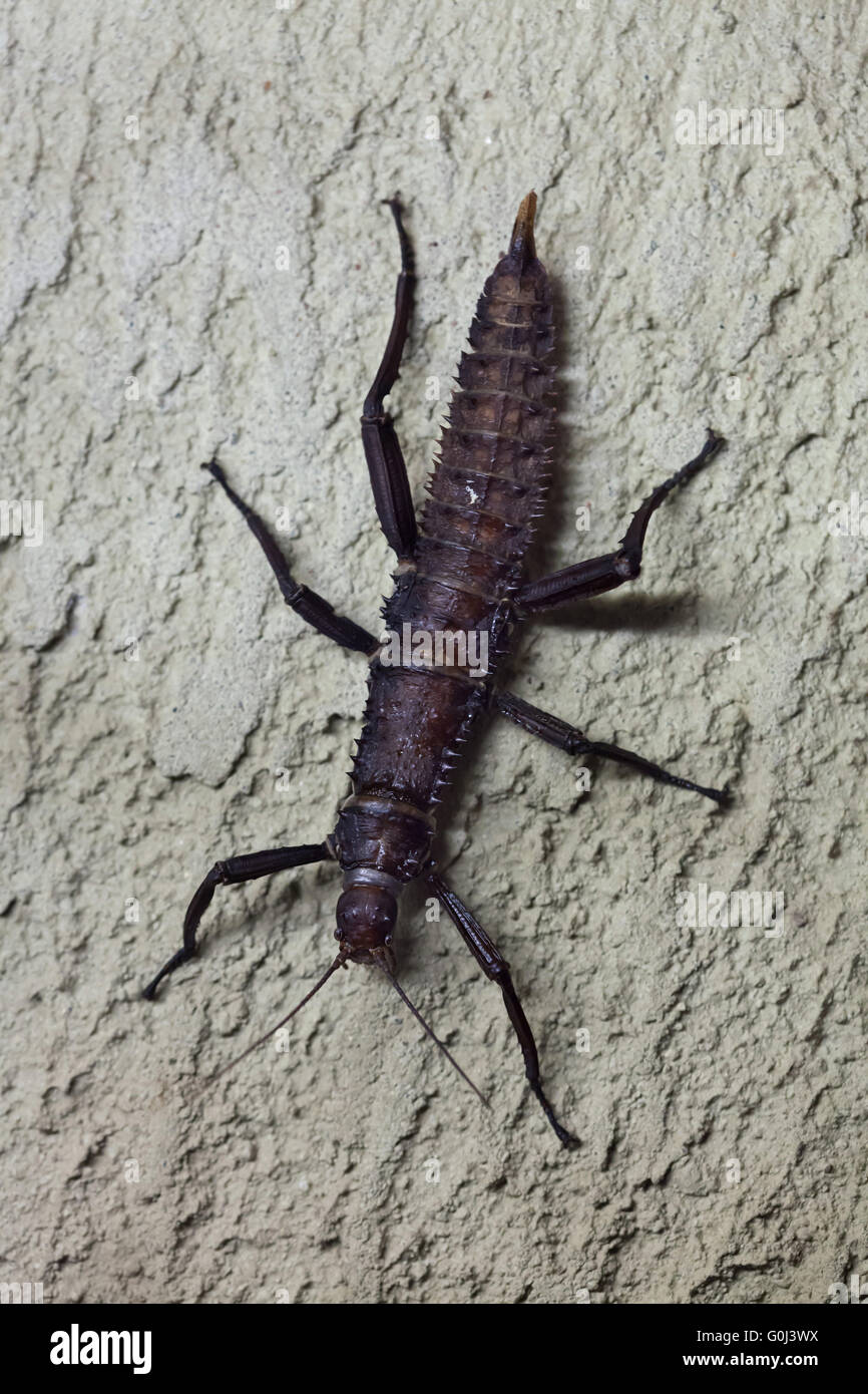 Thorny devil stick insect (Eurycantha calcarata), also known as the ...