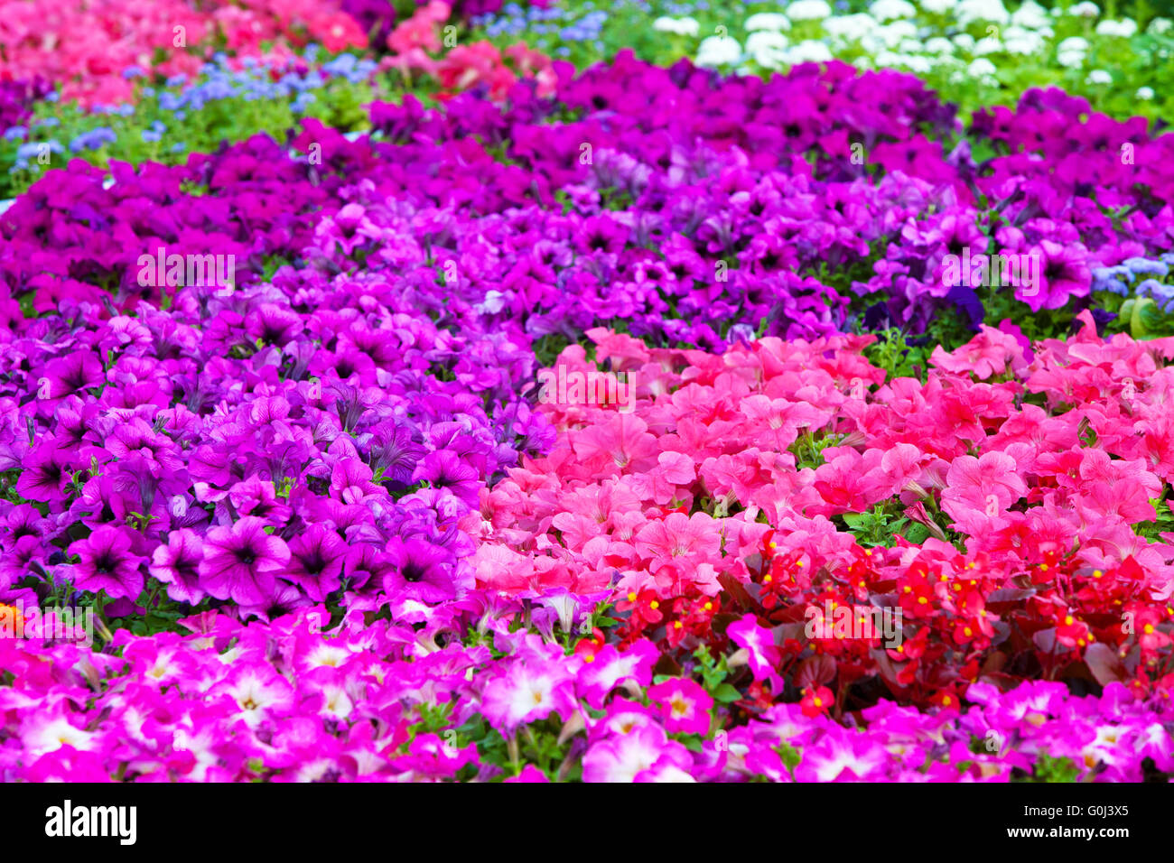 Field of different flowers Stock Photo - Alamy