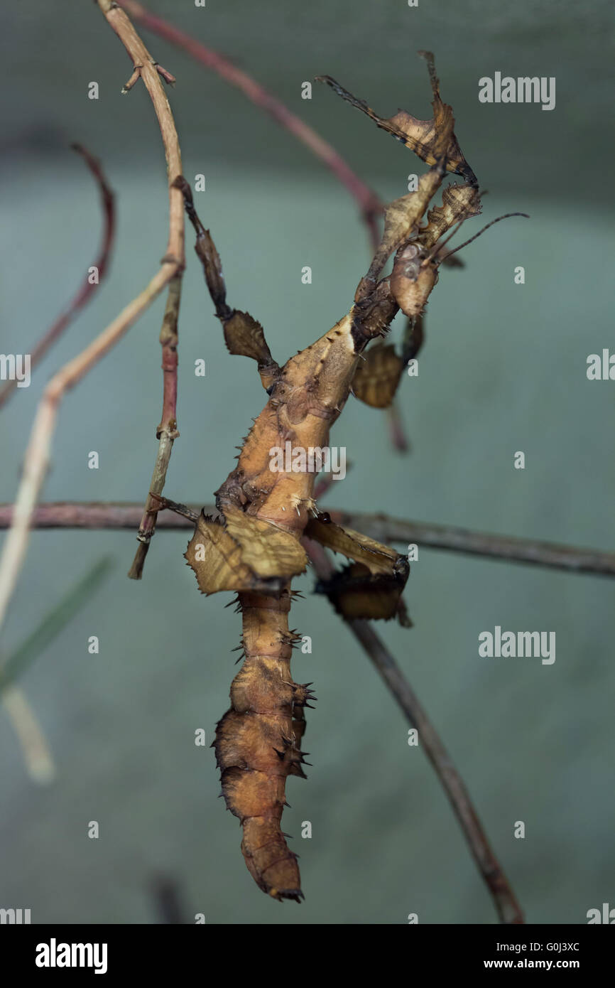 Giant tropical stick insect hi-res stock photography and images - Alamy