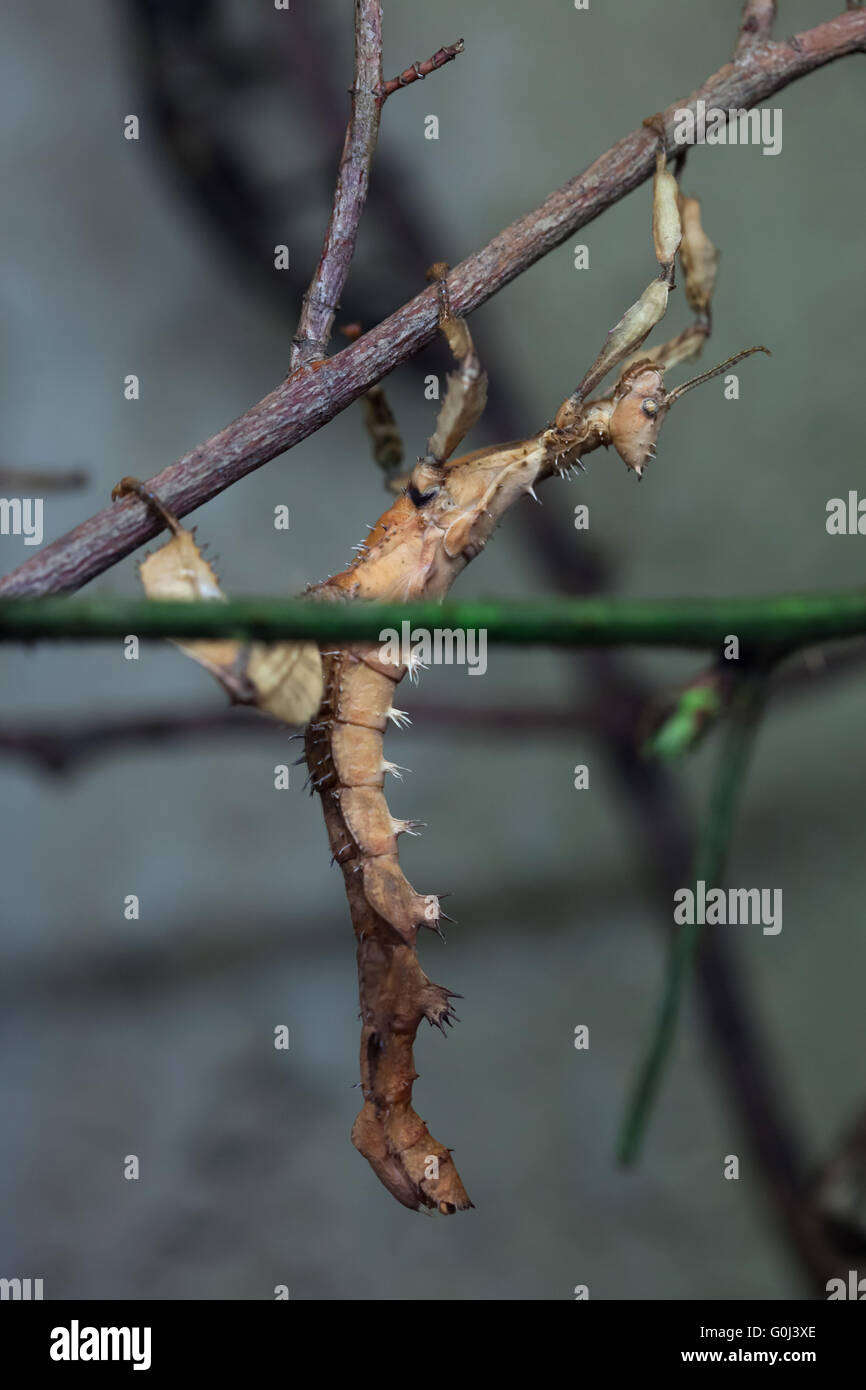 Australian giant prickly stick insect hi-res stock photography and ...