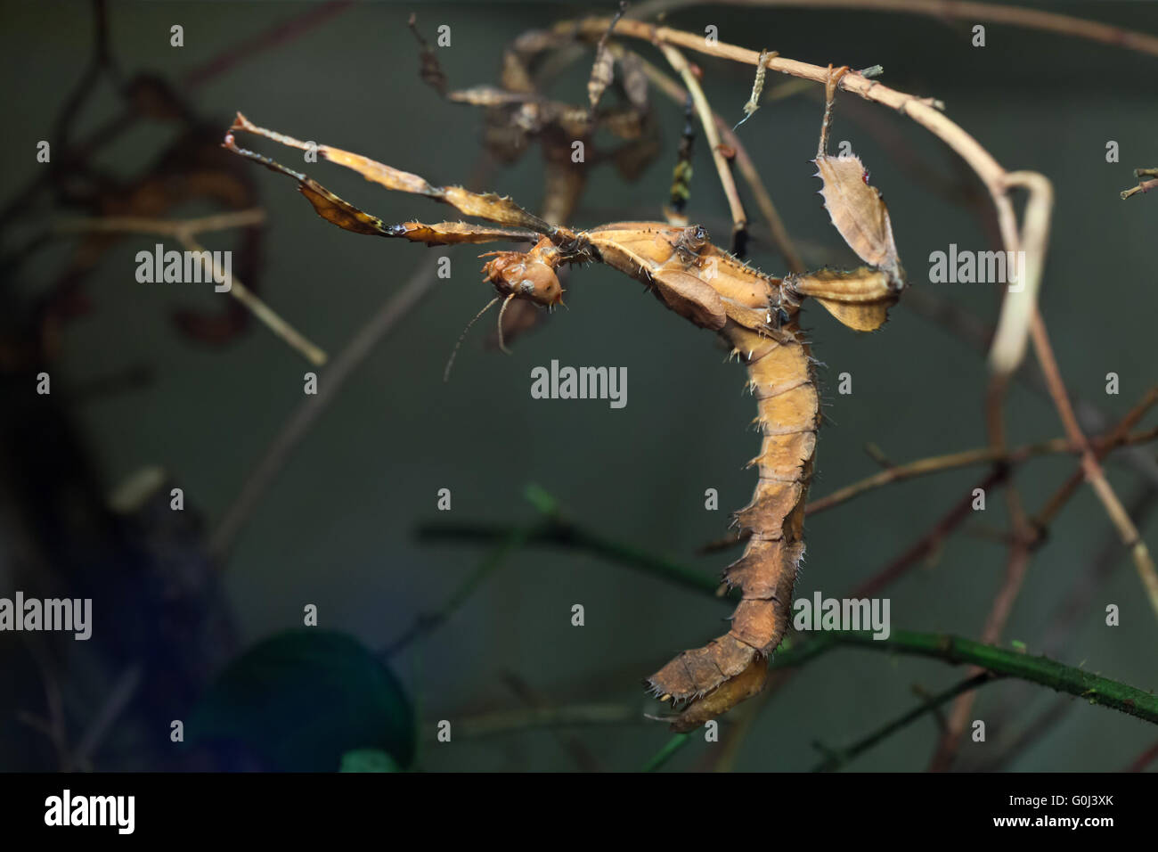 Australian walking stick hi-res stock photography and images - Alamy