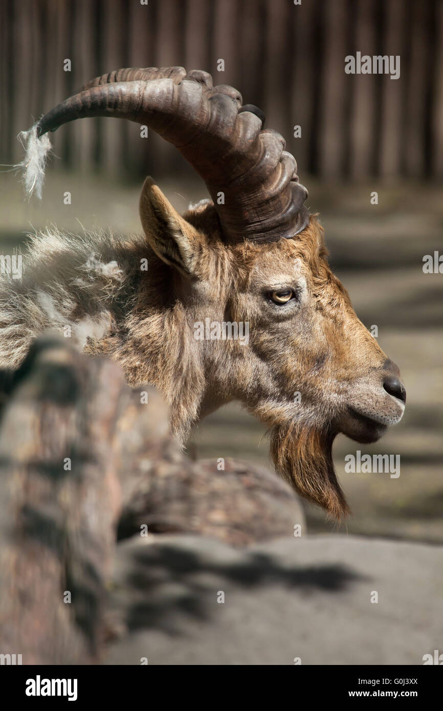 Capra caucasica caucasica hi-res stock photography and images - Alamy