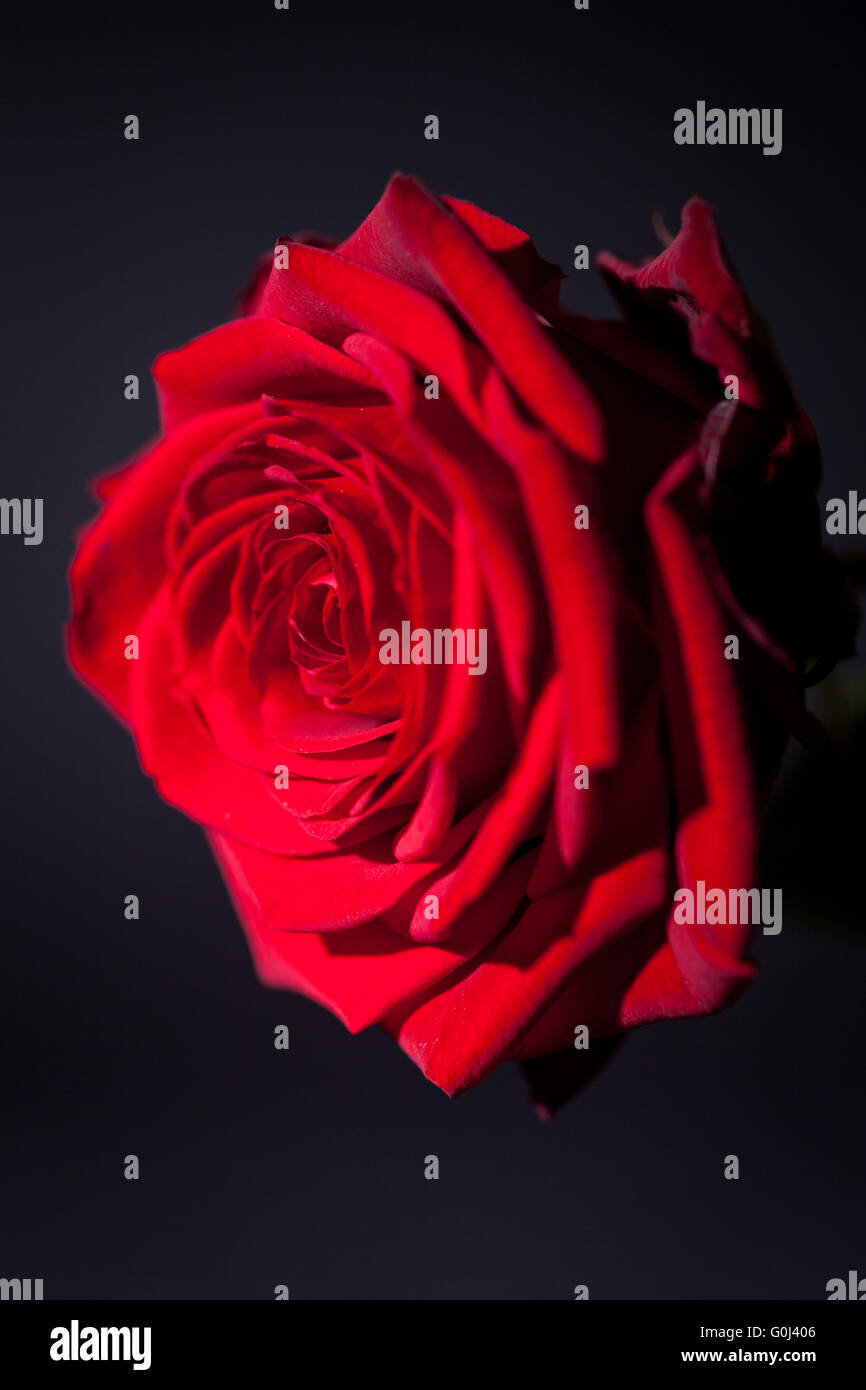 beautiful red rose flower on black background Stock Photo - Alamy