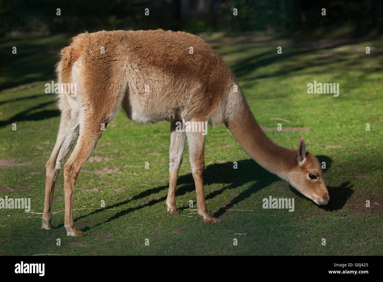 Wild vicuna animals hi-res stock photography and images - Alamy