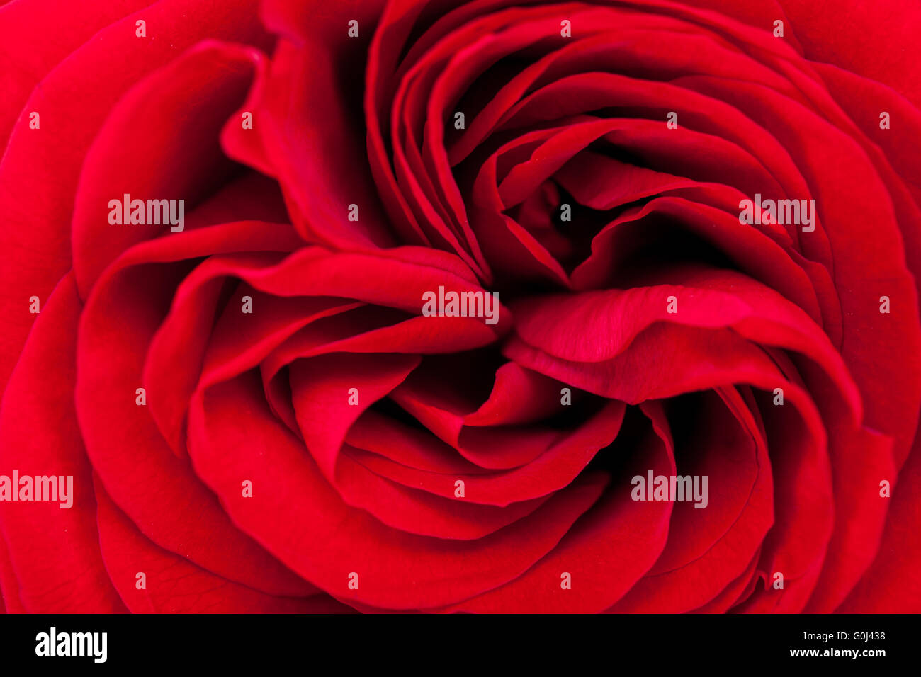 Beautiful fragrant red rose for Love Stock Photo - Alamy