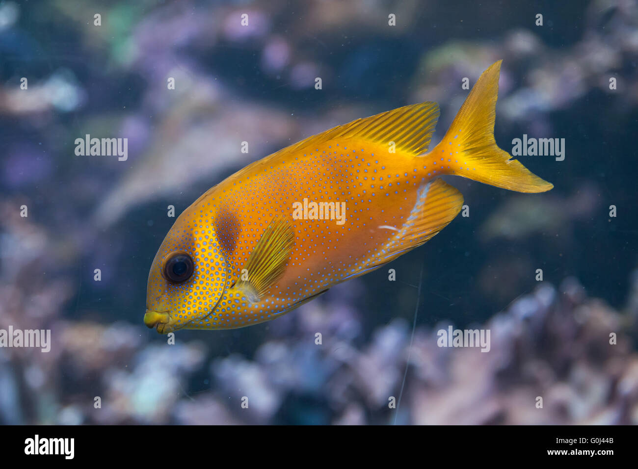 Blue-spotted spinefoot (Siganus corallinus), also known as the coral ...