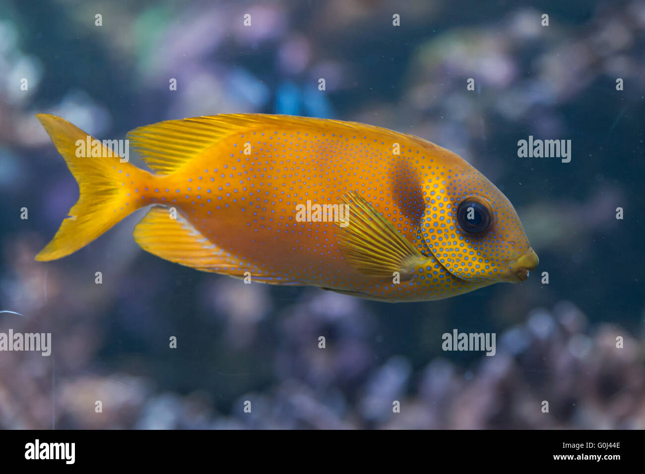 Blue-spotted spinefoot (Siganus corallinus), also known as the coral ...