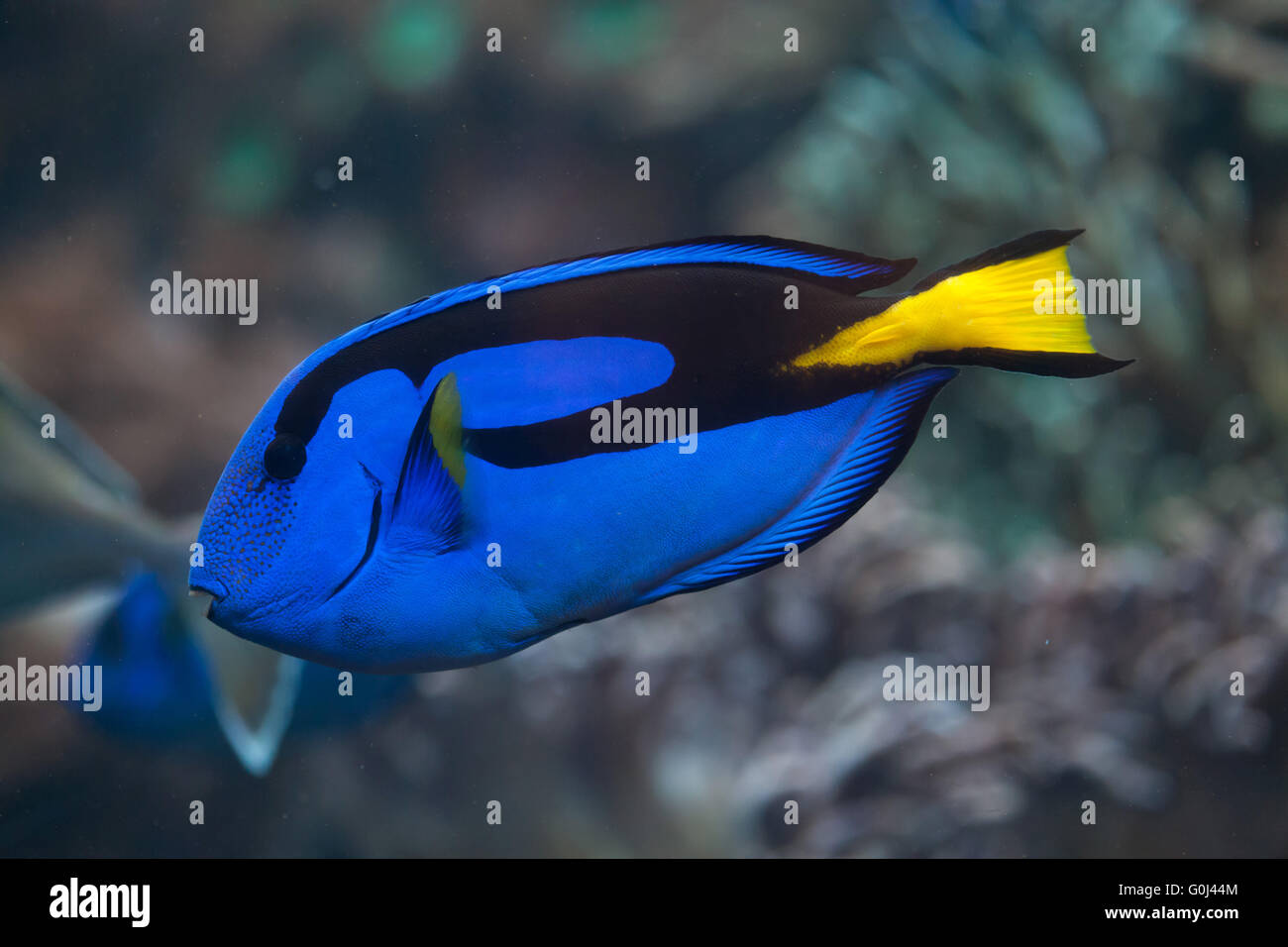 Paracanthurus hepatus hi-res stock photography and images - Alamy