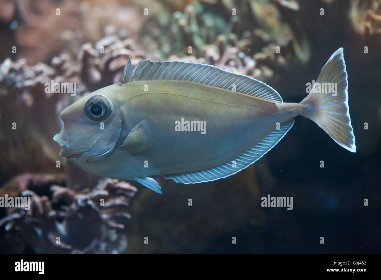 Unicornfish known naso fish hi-res stock photography and images - Alamy