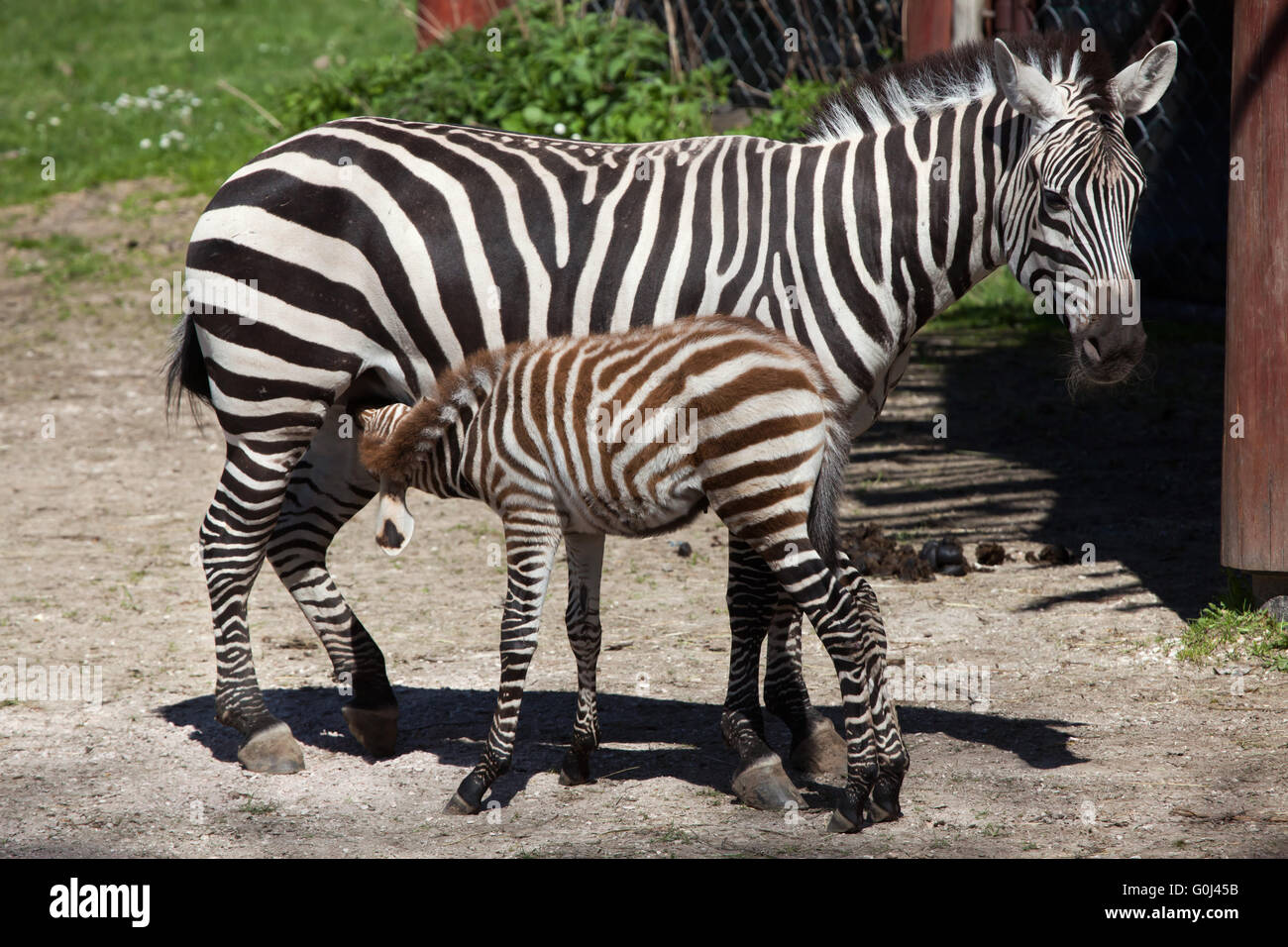 Böhm zebra hi-res stock photography and images - Alamy