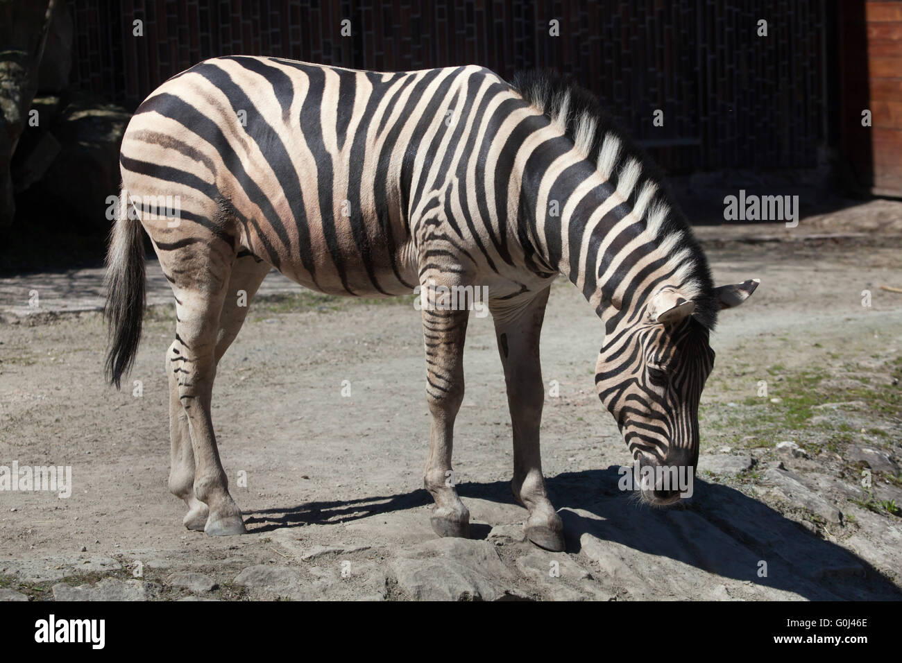 Burchell's zebra (Equus quagga burchellii), also known as the Damara ...