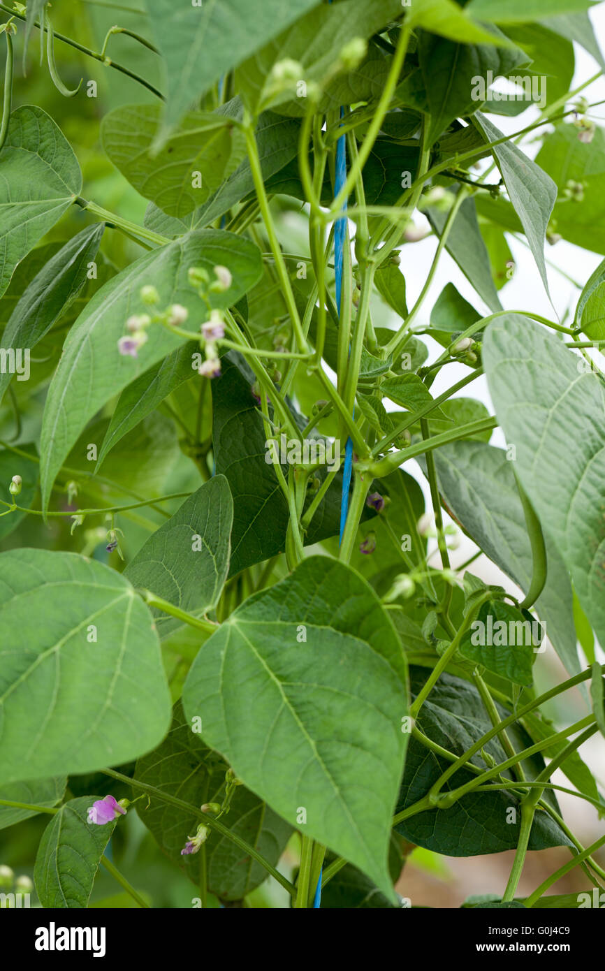 fresh green beans plant in garden macro closeup in summer Stock Photo ...