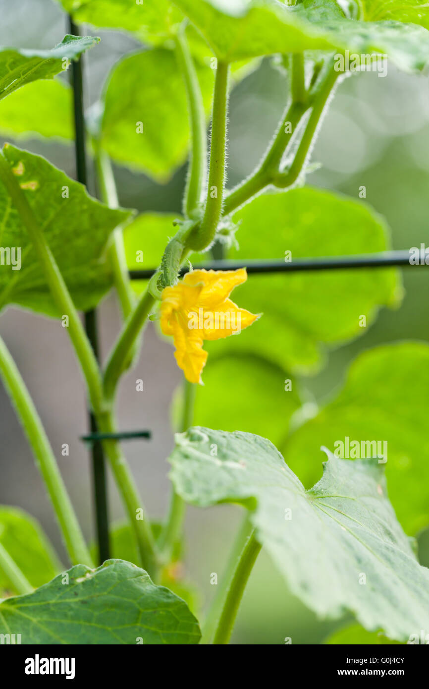 Green cucumber plant hi-res stock photography and images - Alamy