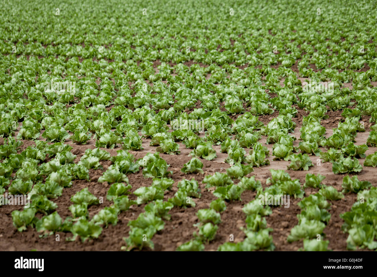 fresh green salad cabbage on field summer agriculture Stock Photo - Alamy