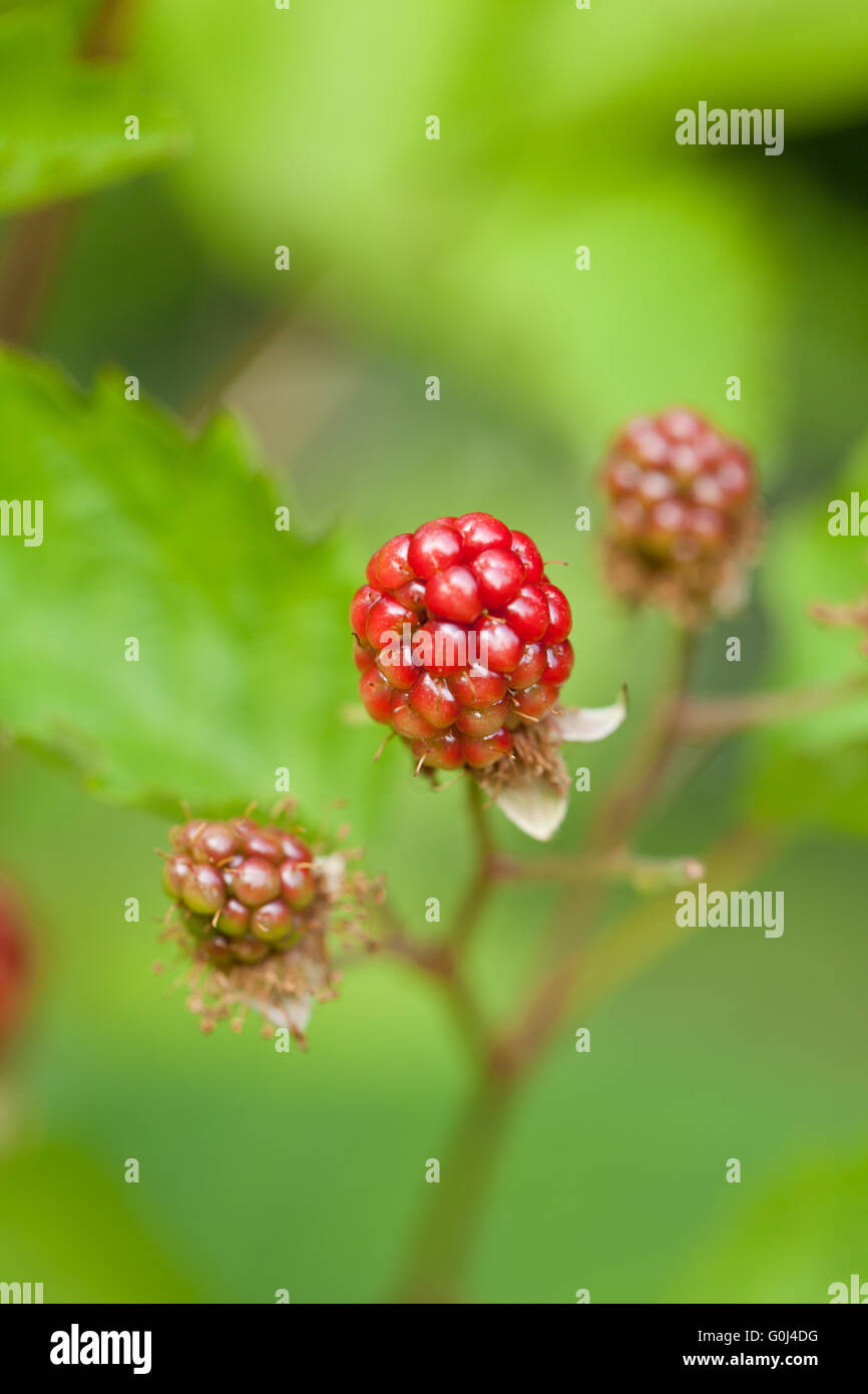 Outdoor dessert hi-res stock photography and images - Alamy