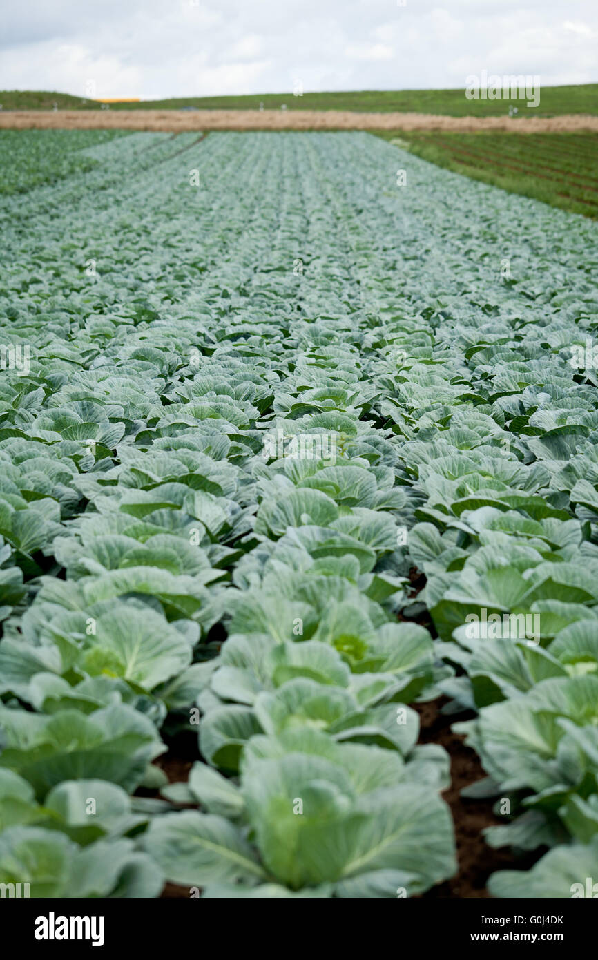 green cabbage plant field outdoor in summer Stock Photo - Alamy