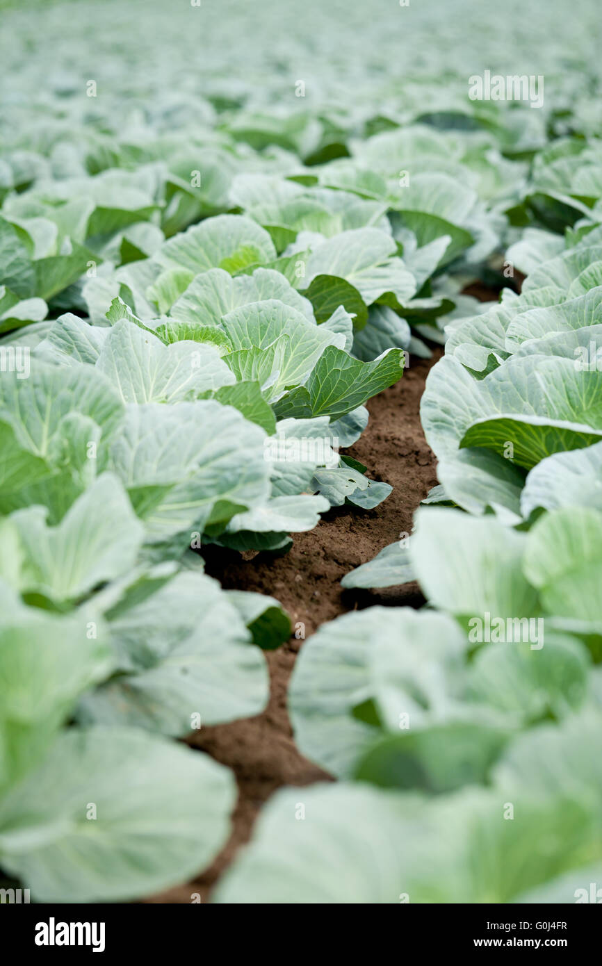 green cabbage plant field outdoor in summer Stock Photo - Alamy