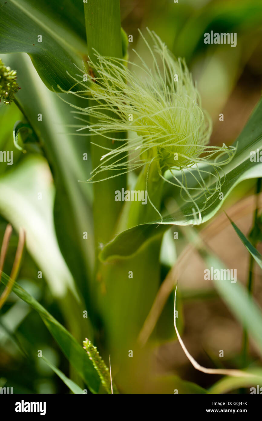 Agriculture outdoor environment hi-res stock photography and images - Alamy
