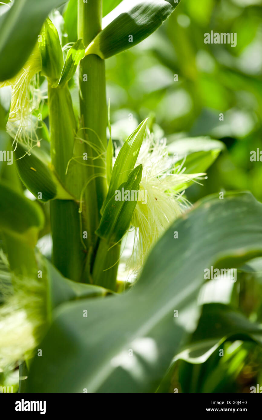 fresh green corn in summer on field agriculture vegetable Stock Photo ...