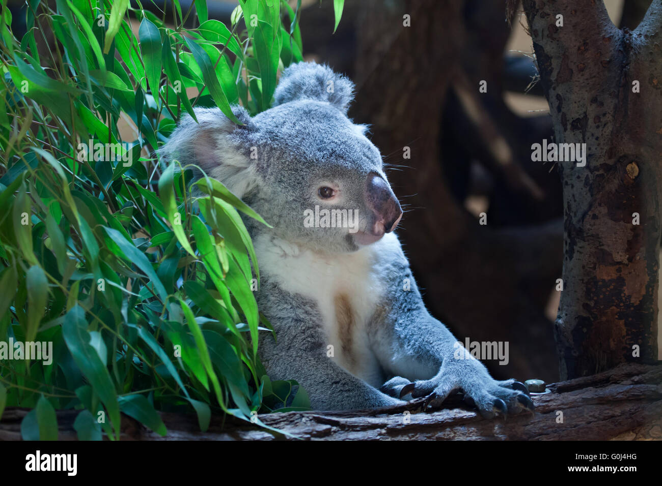Vombatiformes hi-res stock photography and images - Alamy