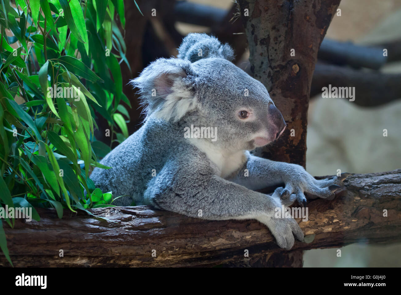 Vombatiformes Stock Photos & Vombatiformes Stock Images - Alamy