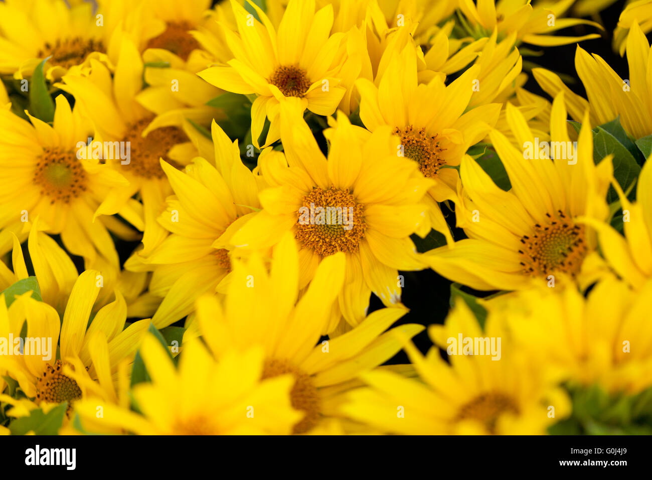colorful yellow sunflowers macro outdoor Stock Photo - Alamy