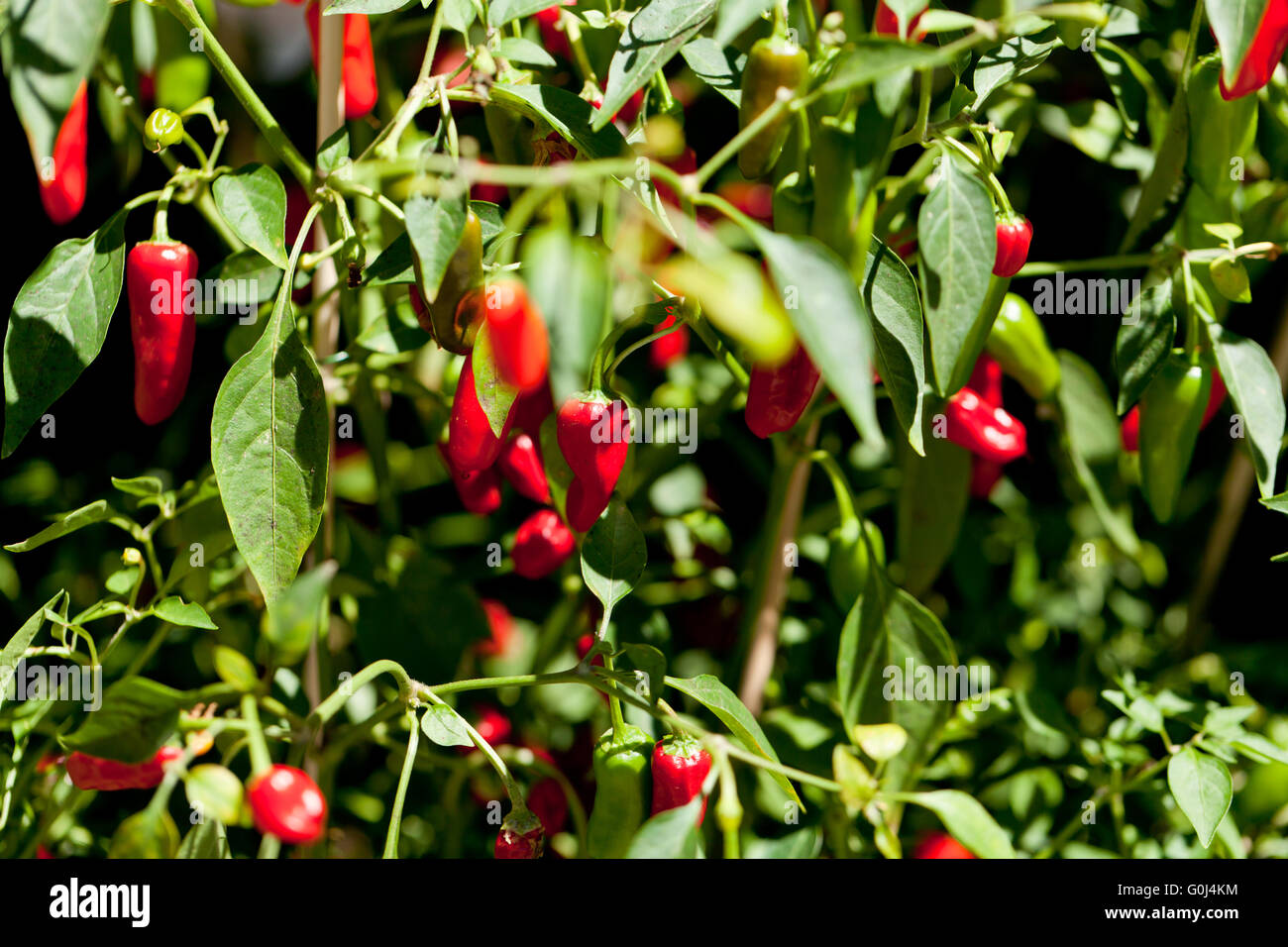 Chilli tree hi-res stock photography and images - Alamy