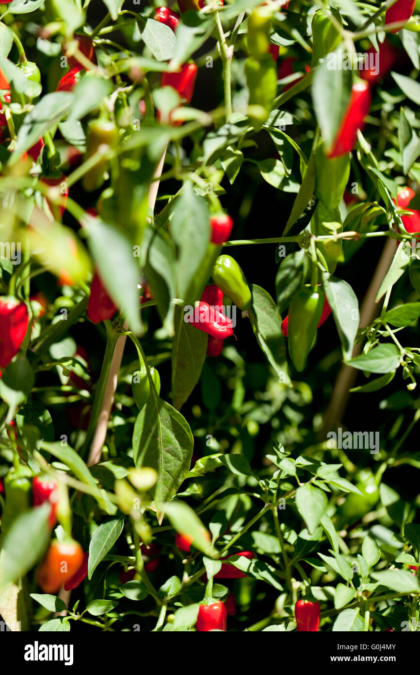 Red chilli tree hi-res stock photography and images - Alamy