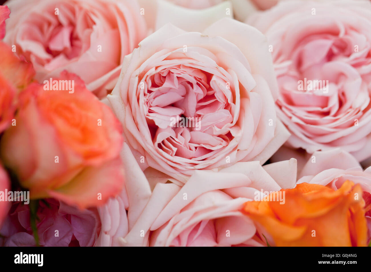 colorful beautiful roses flowers macro closeup card background Stock ...