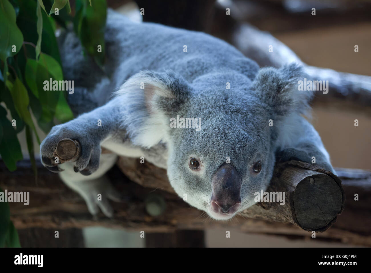 Vombatiformes Stock Photos & Vombatiformes Stock Images - Alamy