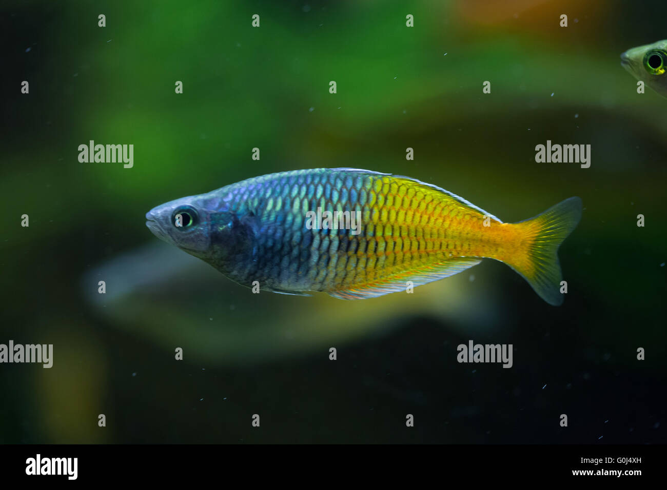 Melanotaenia hi-res stock photography and images - Alamy