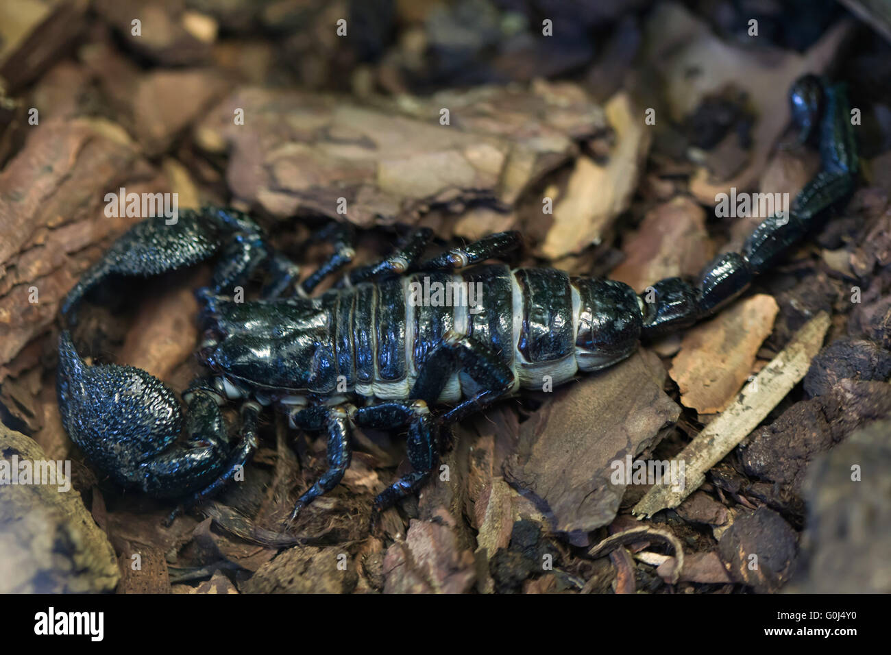 Emperor scorpion (Pandinus imperator) at Dresden Zoo, Saxony, Germany ...