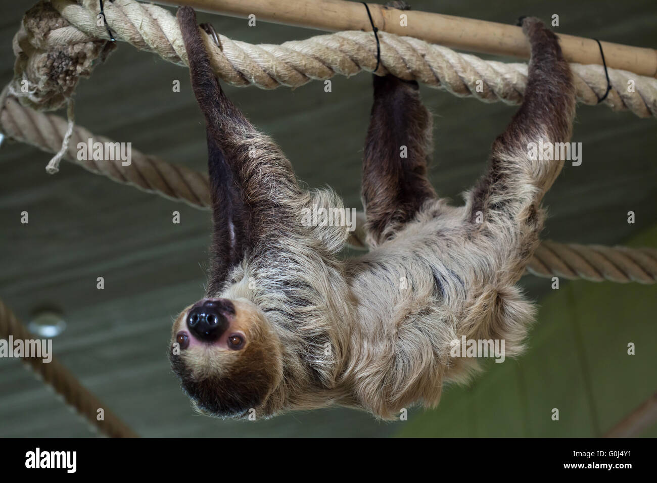 Linnaeus's two-toed sloth (Choloepus didactylus), also known as the ...