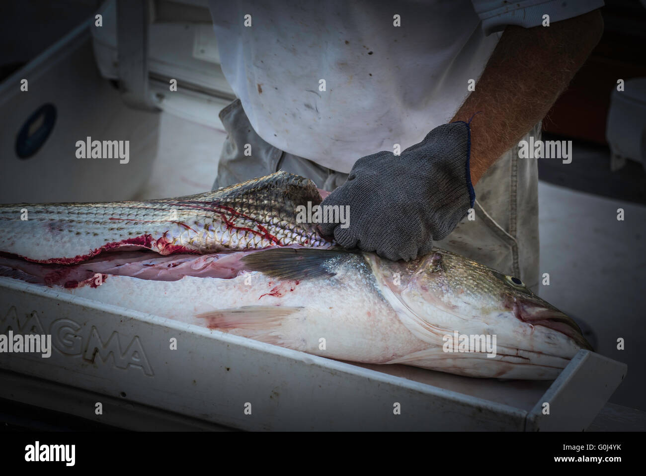 Cape cod fishing charter hi-res stock photography and images - Alamy