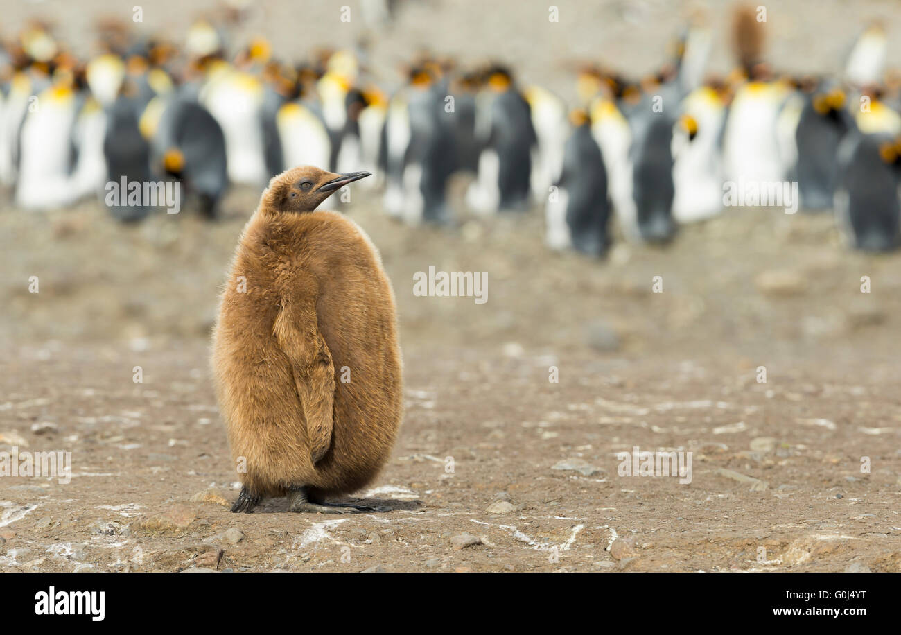 King penguin Aptenodytes patagonicus, chick standing in front of ...