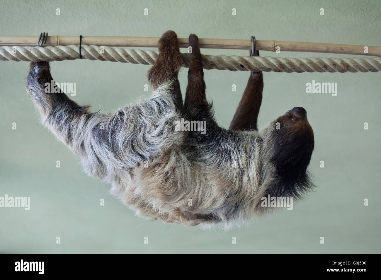 Linnaeus's two-toed sloth (Choloepus didactylus), also known as the ...