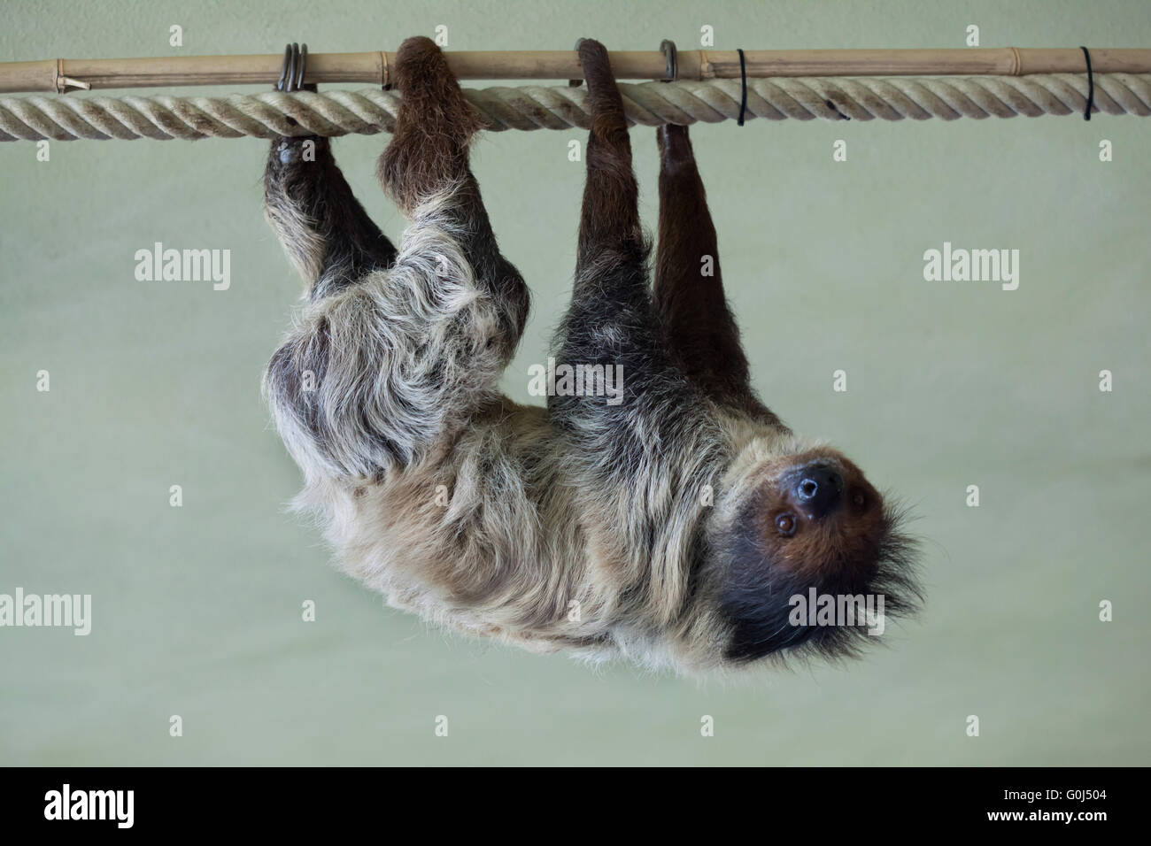 Linnaeus's two-toed sloth (Choloepus didactylus), also known as the ...