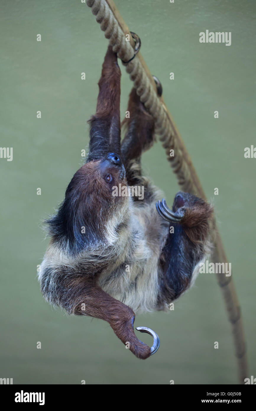 Linnaeus's two-toed sloth (Choloepus didactylus), also known as the ...