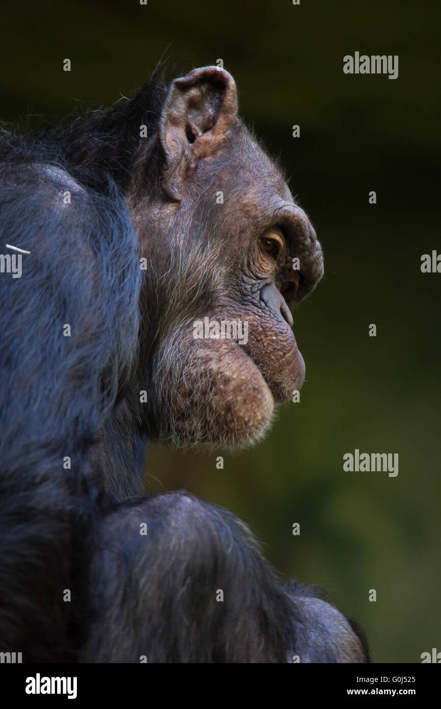 Troglodytes niger hi-res stock photography and images - Alamy