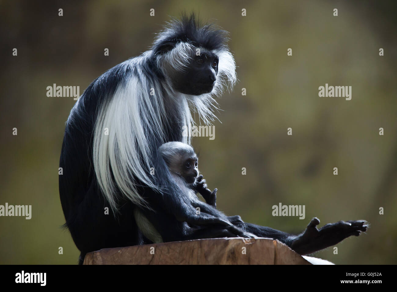 Angolan colobus hi-res stock photography and images - Alamy