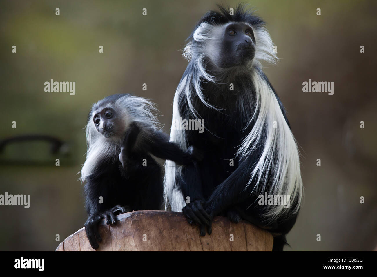 Colobus angolensis hi-res stock photography and images - Alamy