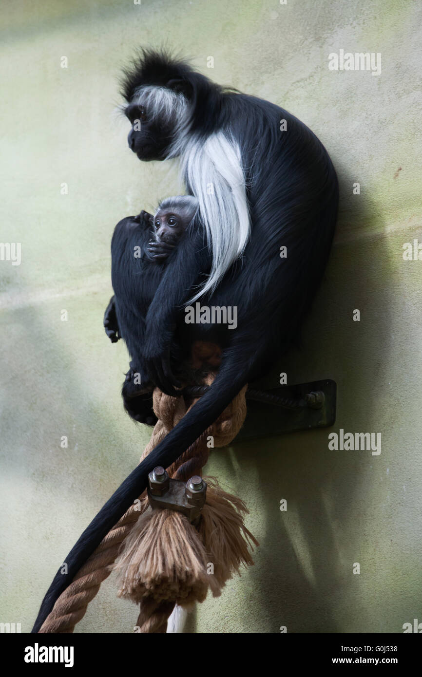 Angolan colobus (Colobus angolensis) at Dvur Kralove Zoo, Czech ...
