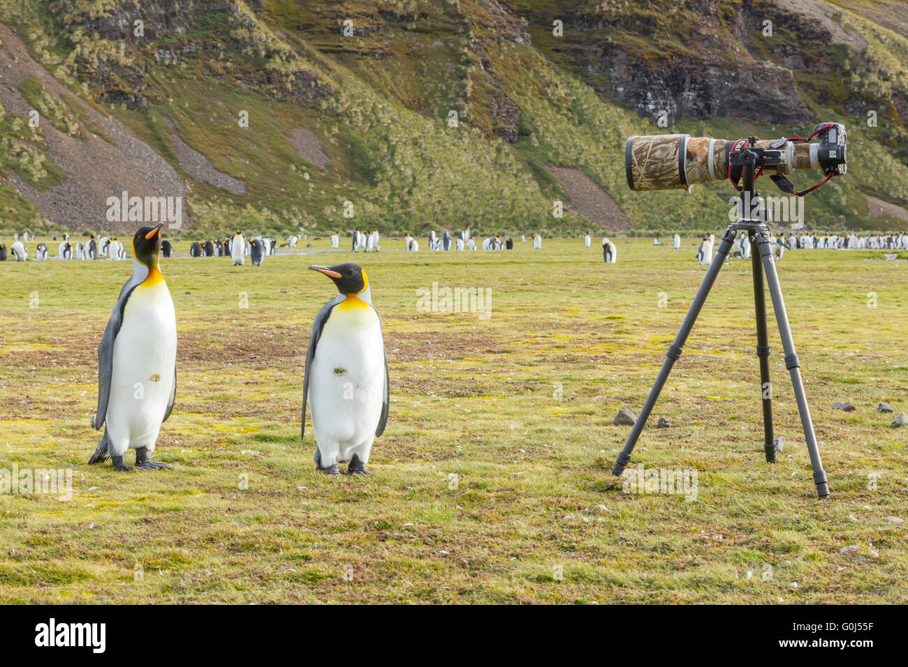 King penguin Aptenodytes patagonicus, adults, standing alongside camera ...