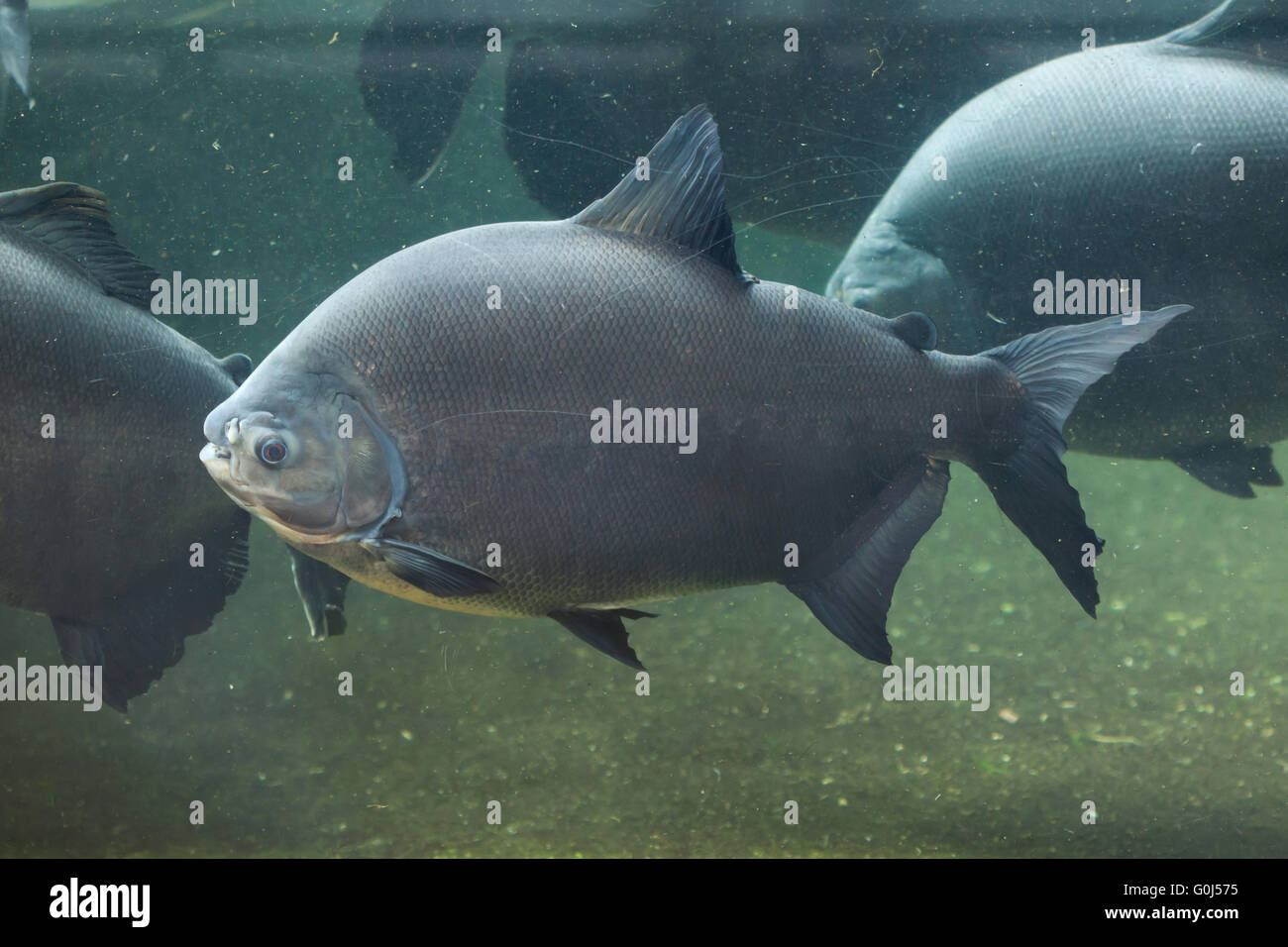 Tambaqui (Colossoma macropomum), also known as the giant pacu at Dvur ...