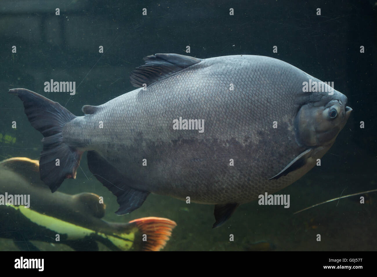 Tambaqui (Colossoma macropomum), also known as the giant pacu at Dvur ...