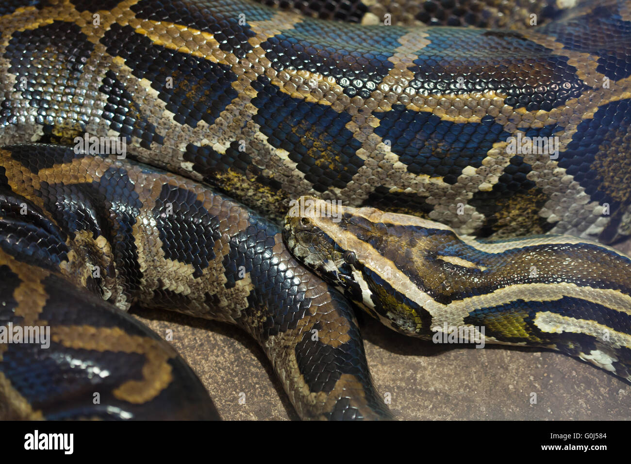 Burmese python (Python bivittatus) at Dvur Kralove Zoo, Czech Republic ...