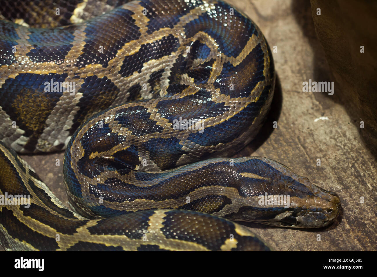 Burmese python (Python bivittatus) at Dvur Kralove Zoo, Czech Republic ...