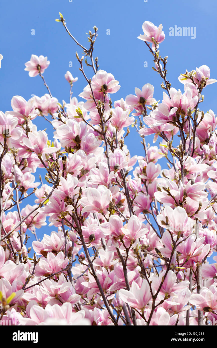 pink magnolia tree flower outdoor in spring Stock Photo - Alamy