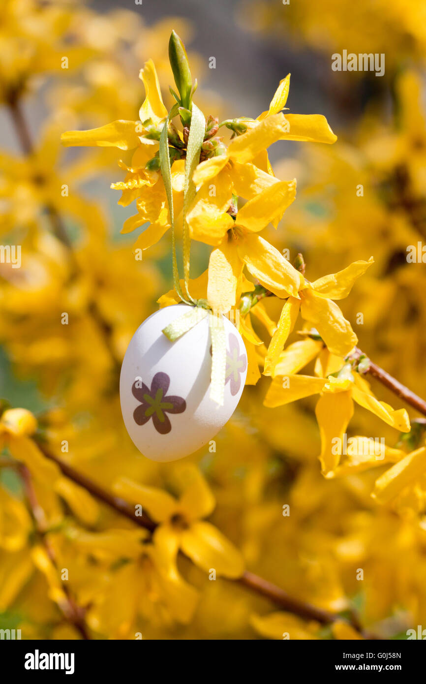 easter egg and forsythia tree in spring outdoor Stock Photo - Alamy