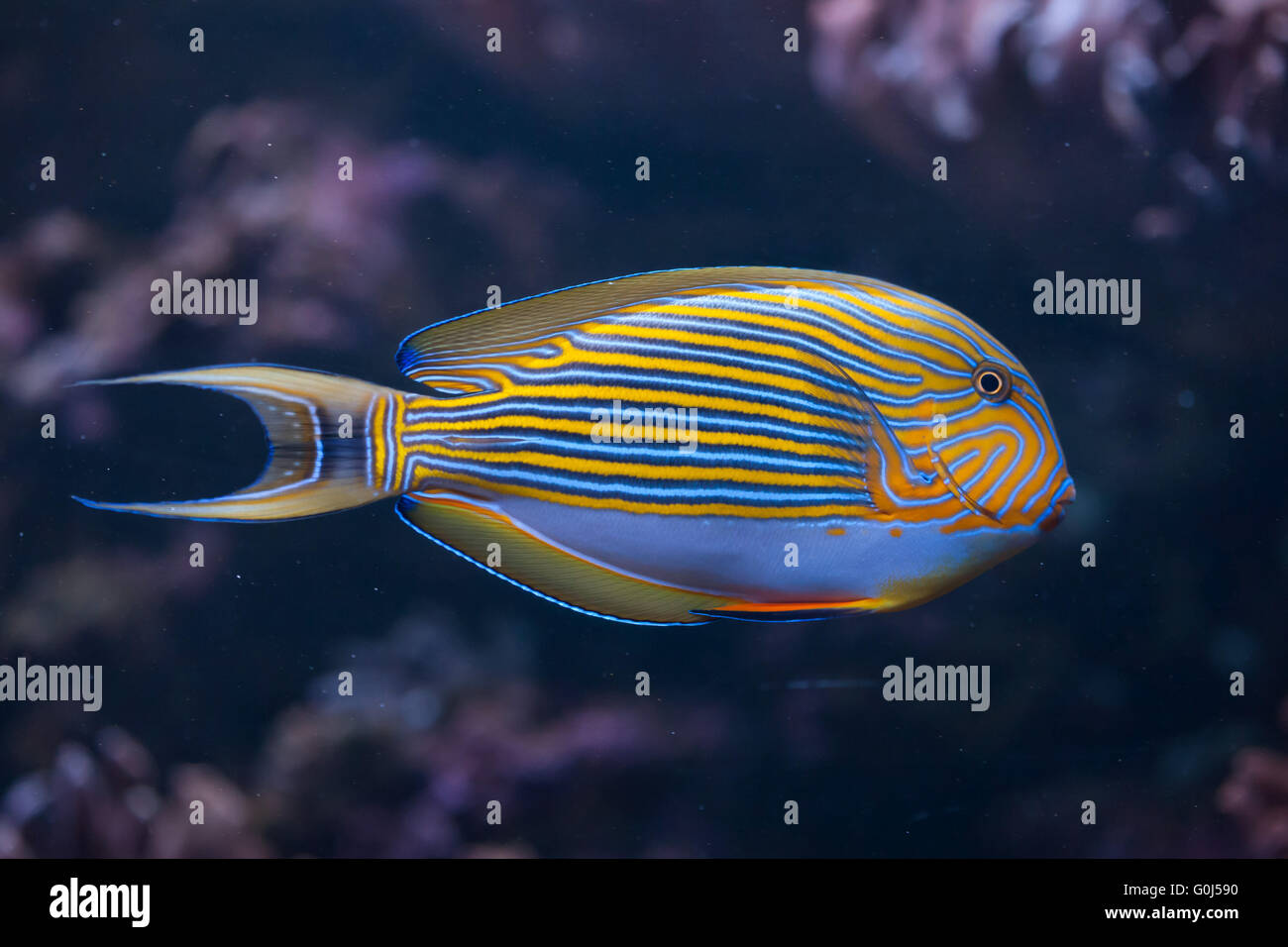 Blue banded surgeonfish (Acanthurus lineatus), also known as the zebra ...